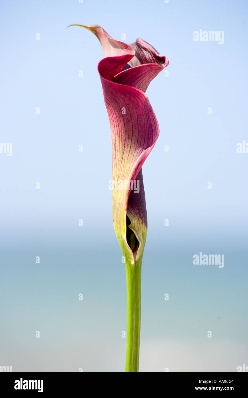 Lily zantedeschia blue hi-res stock photography and images - Alamy