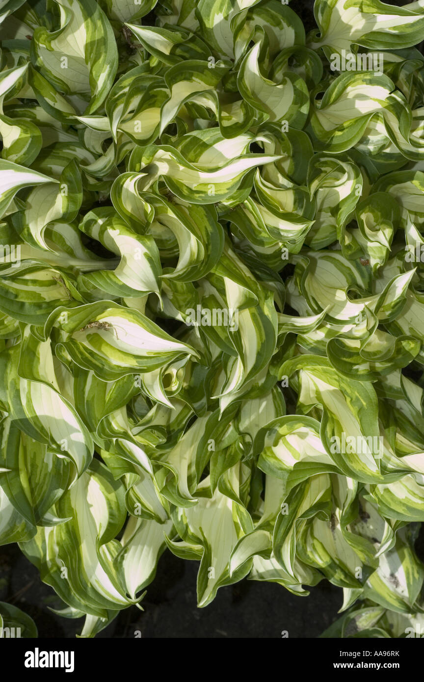 Green white leaves of Wavy leaved plantain lily - Liliaceae - Hosta ...