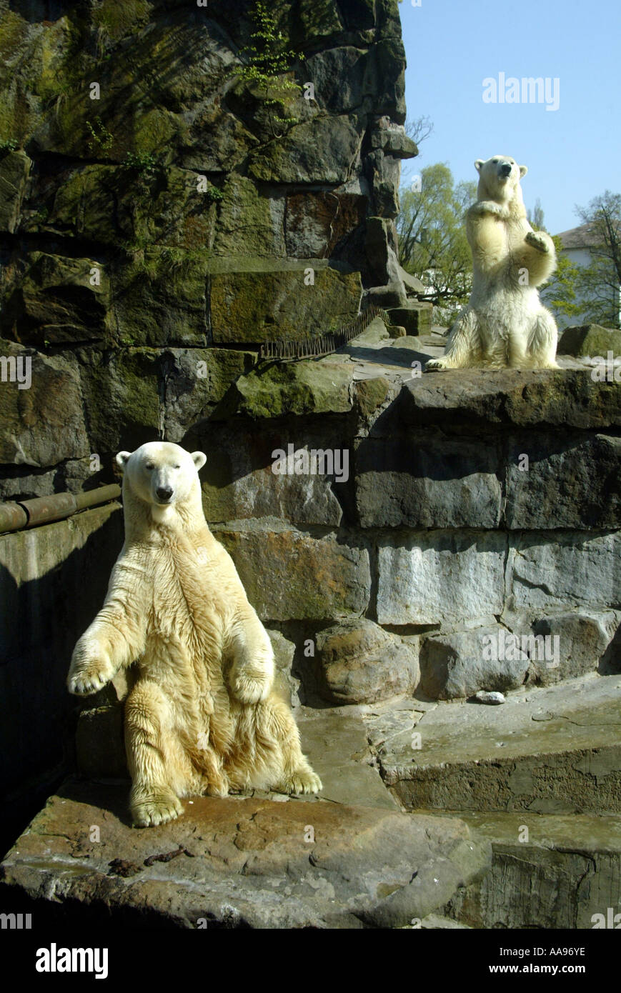 Zoo of kaliningrad hi-res stock photography and images - Alamy