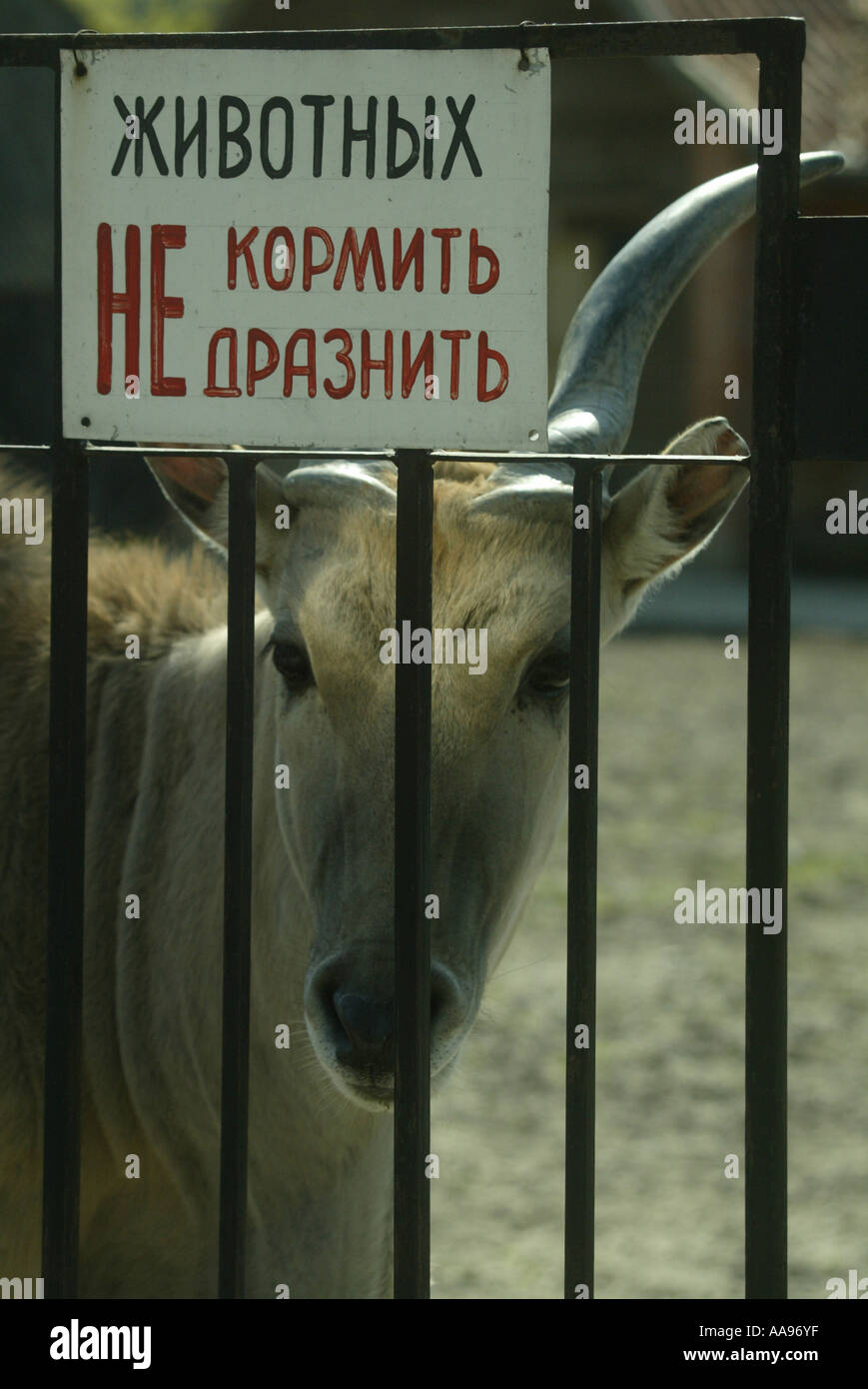 Zoo of kaliningrad hi-res stock photography and images - Alamy
