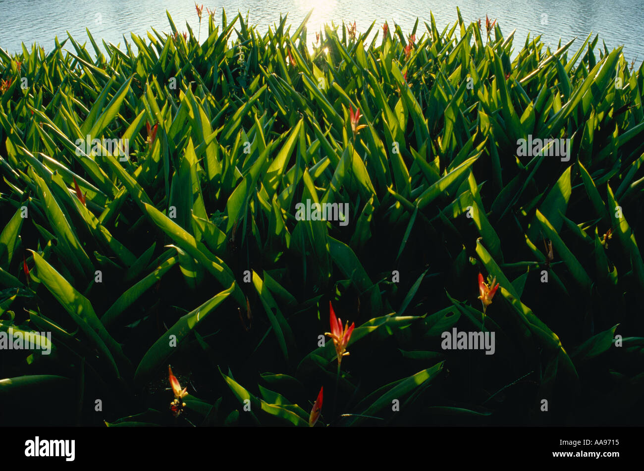 Close up of garden designed by Brazilian landscape artist Burle Max at ...