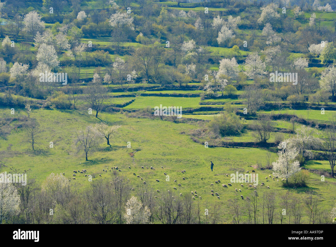 Shepard and sheep in countryside Macedonia Stock Photo - Alamy