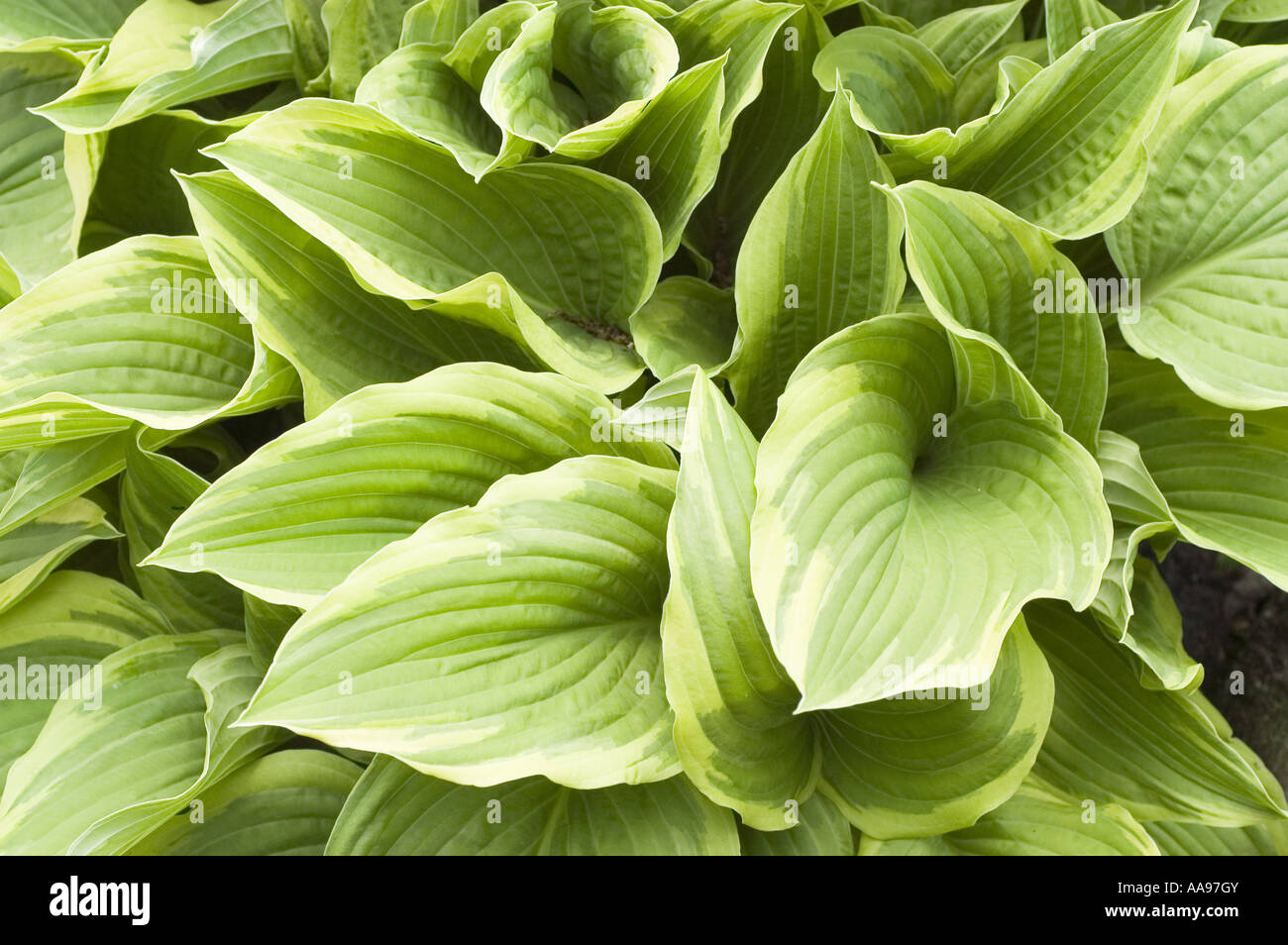 Green leaves of plantain lily, Liliaceae - Hosta crispula, Japan Stock ...