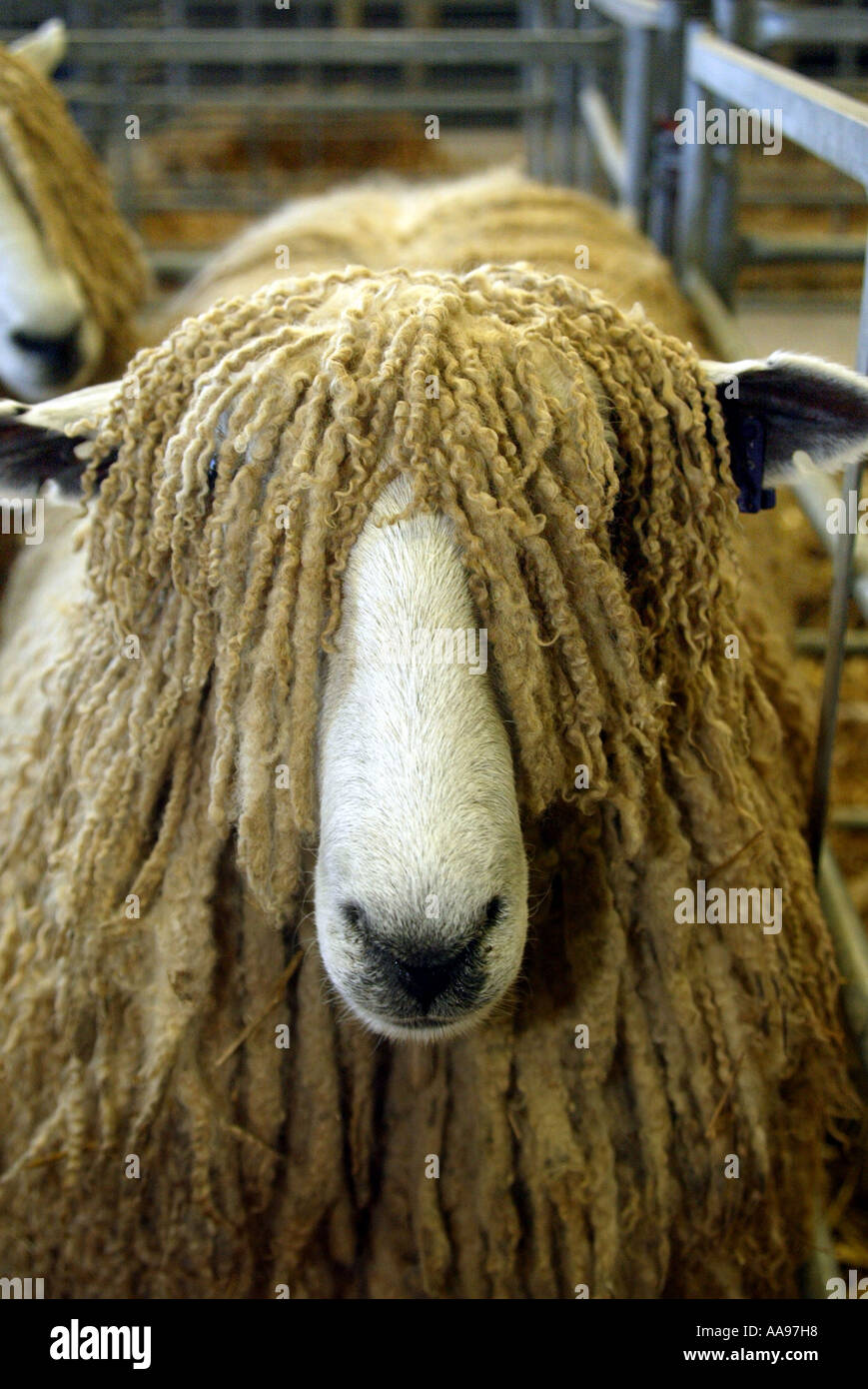 A SHEEP WITH VERY LONG DREADLOCKS AT A AGRICULTURAL SHOW IN MALVERN ...