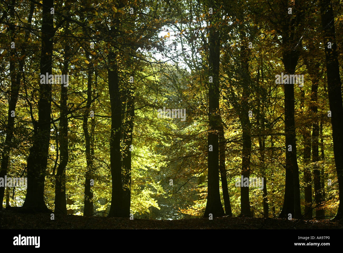 LATE AUTUMN AFTERNOON SUNLIGHT BREAKS THROUGH THE LEAVES IN TREES OF ...