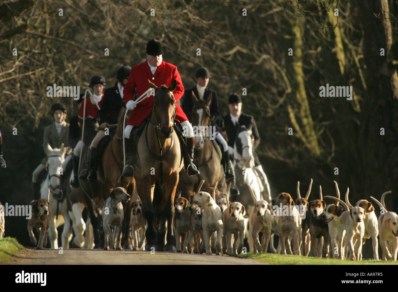 THE AVON VALE HUNT RIDES OUR FOR ITS TRADITIONAL BOXING DAY FOX HUNTING ...