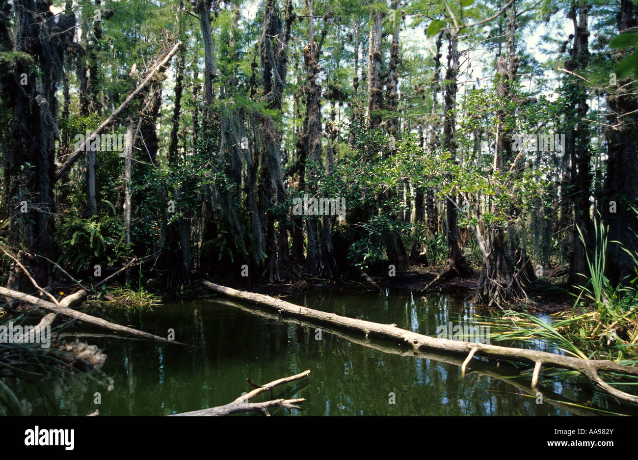 USA Everglades Florida Stock Photo - Alamy