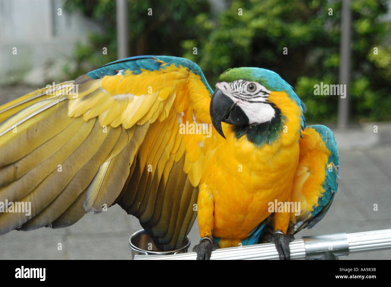 one wing macaw Stock Photo - Alamy