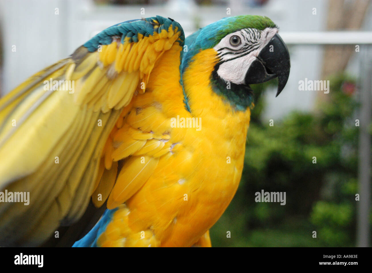 Flustered hi-res stock photography and images - Alamy