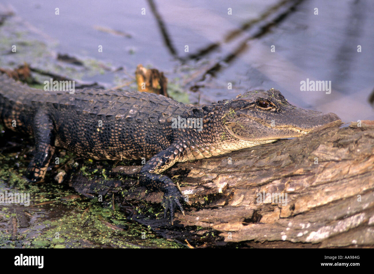 Reptile Alligator American Stock Photo - Alamy