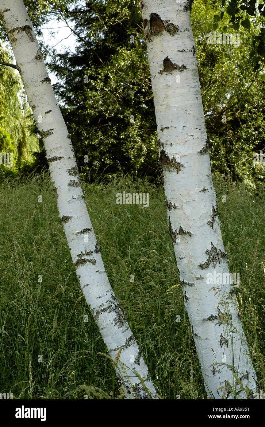 Birch tree trunk Stock Photo - Alamy