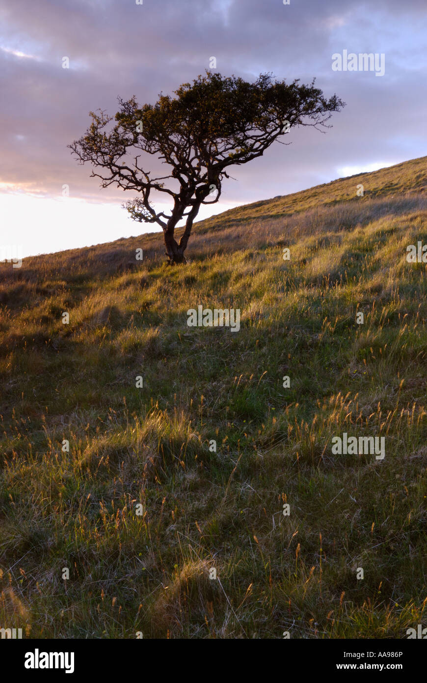 Hawthorn tree at sunset Binsey Lake District England Stock Photo - Alamy