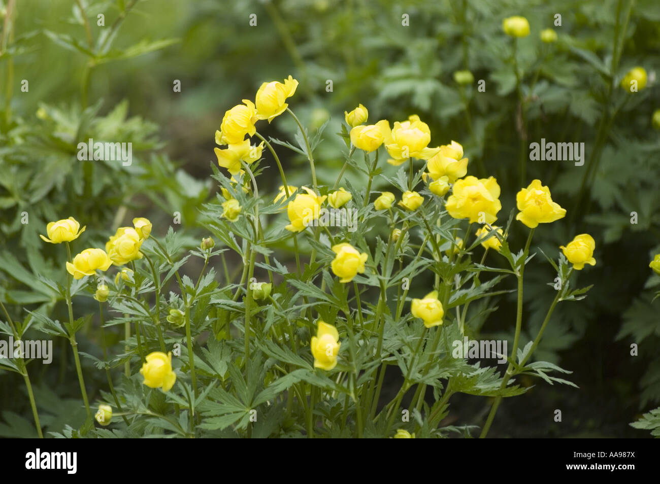 Yellow spring flowers of European Globeflower - Trollius europaeus ...