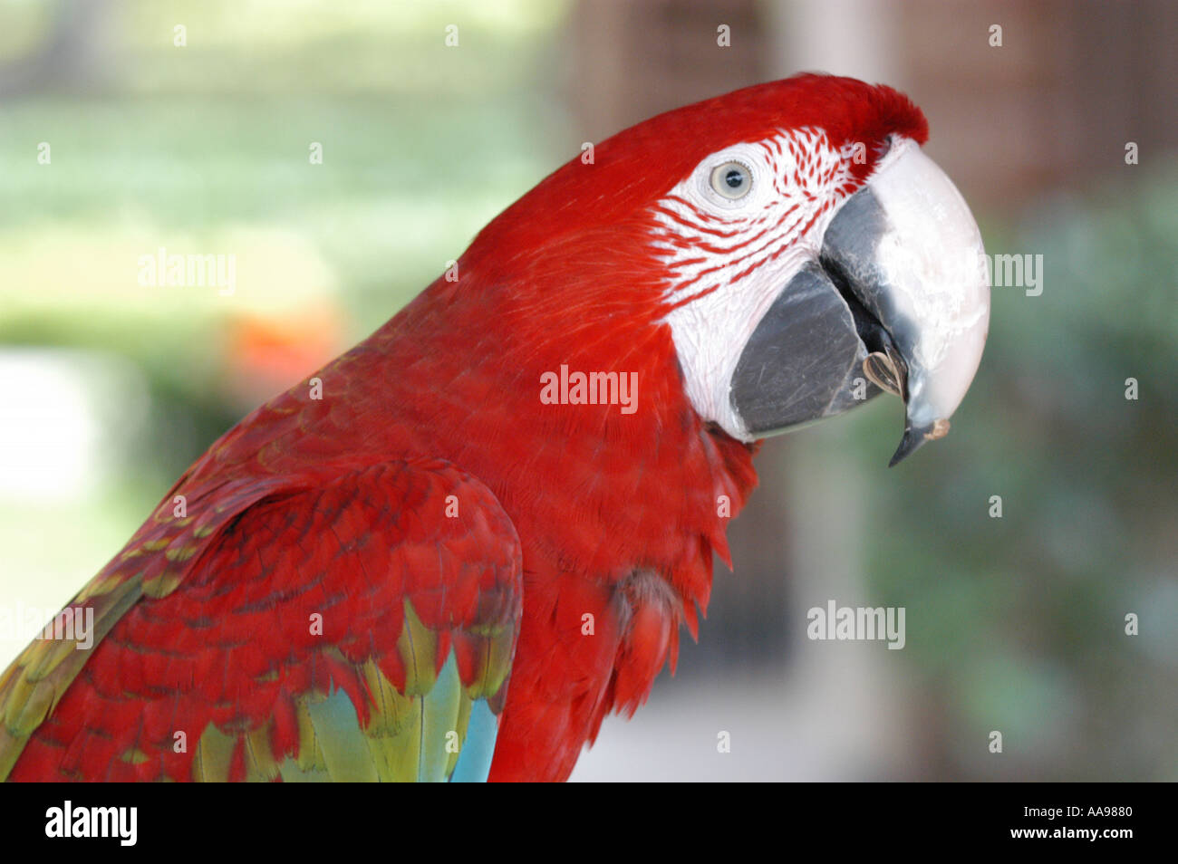 red macaw Dongguan zoo, China Stock Photo - Alamy