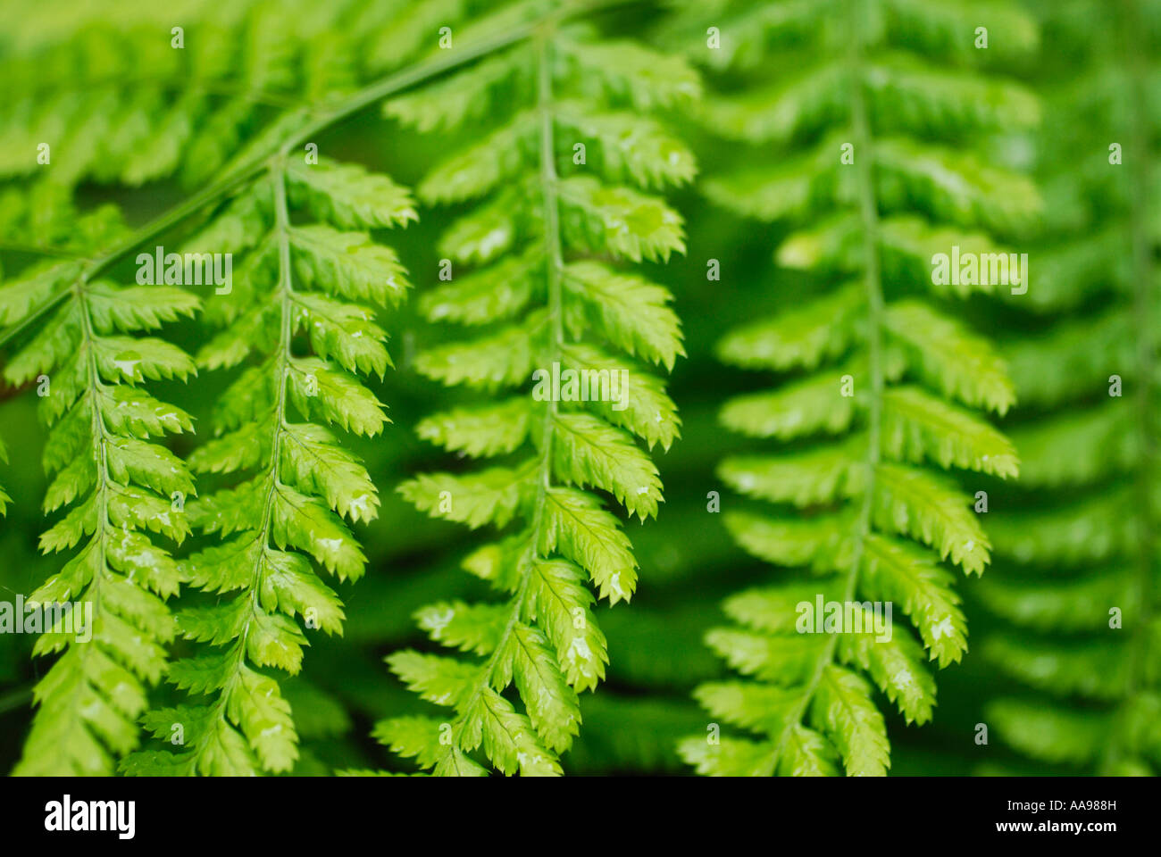Fern fronds Balquhidder Scotland Stock Photo - Alamy