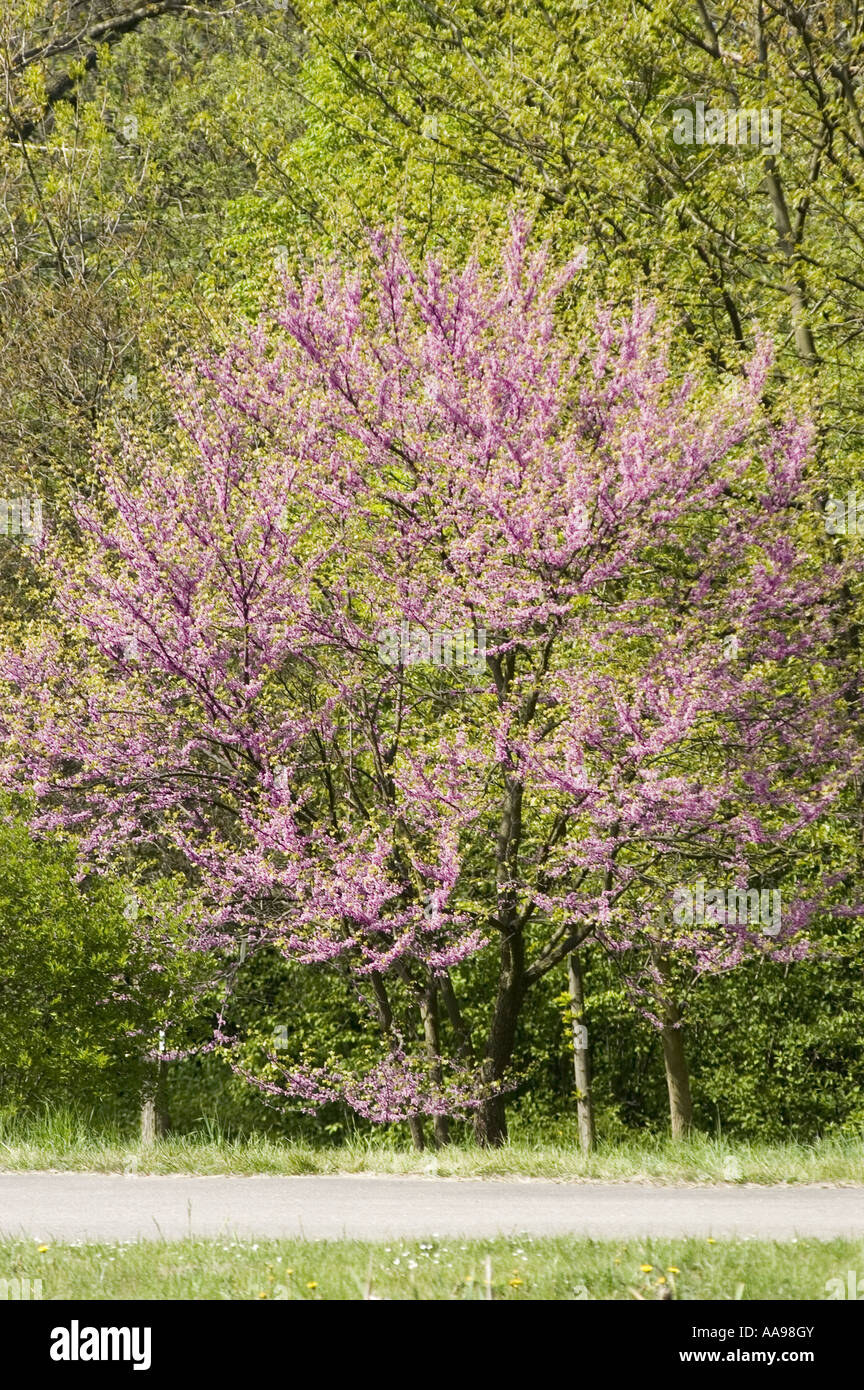 Many spring pink violet flowers of Eastern redbud - Cercis canadensis, Canada, America Stock ...