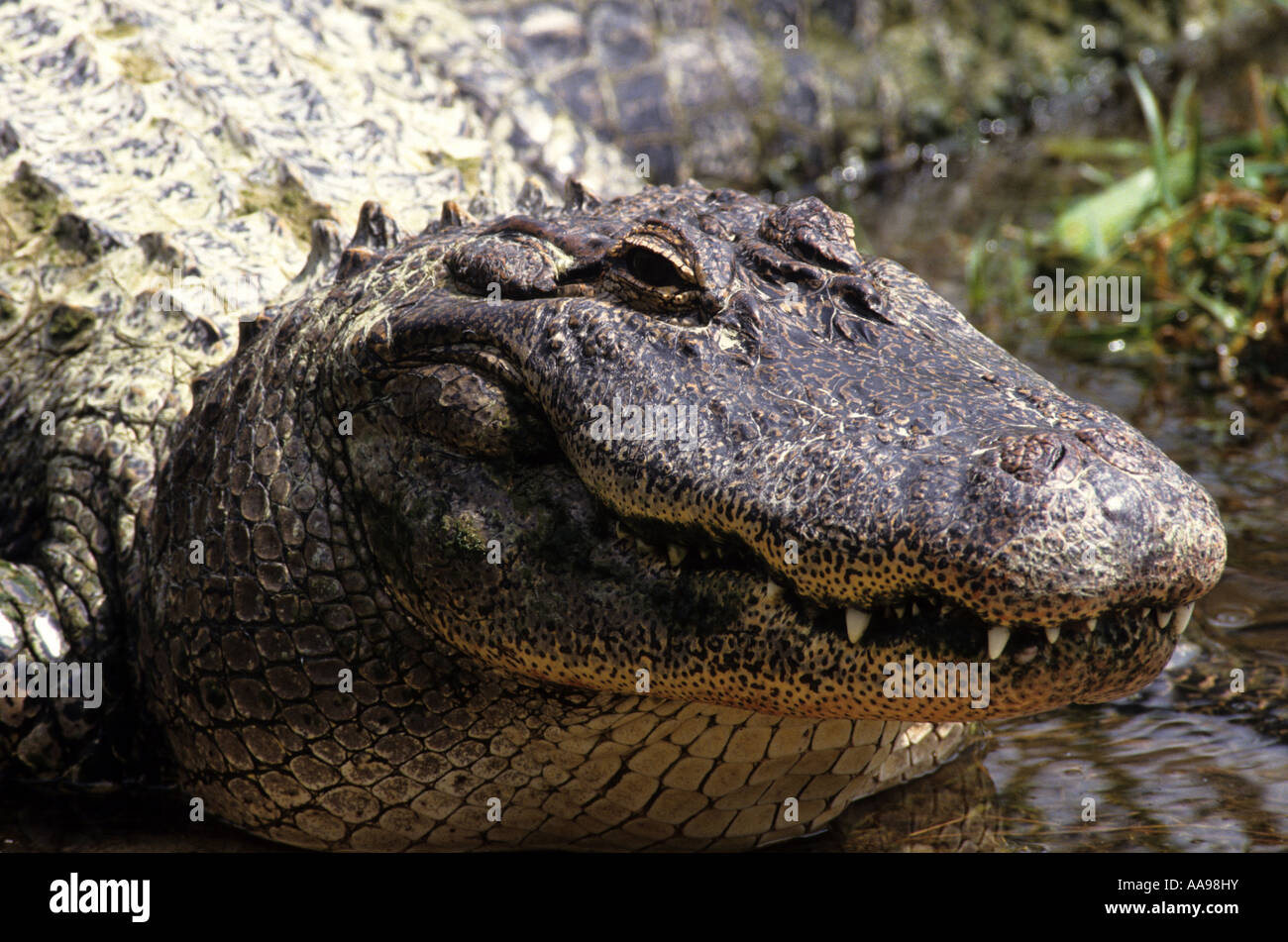 Reptile Alligator American Stock Photo - Alamy