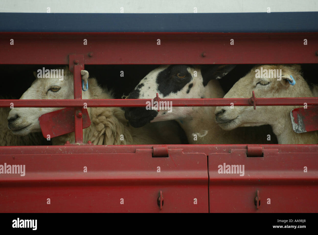 Sheep transport truck hi-res stock photography and images - Alamy