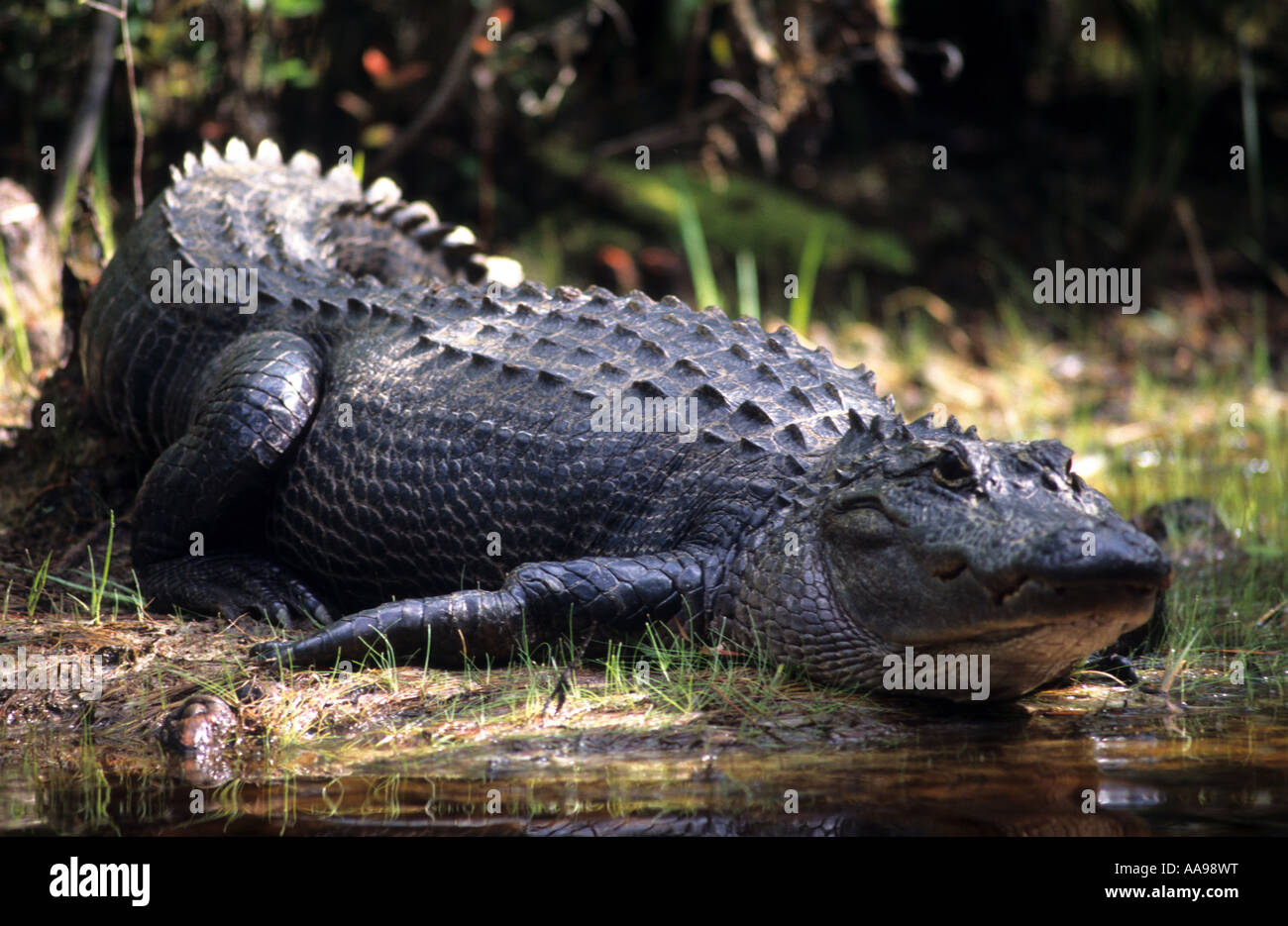 Reptile Alligator American Stock Photo - Alamy