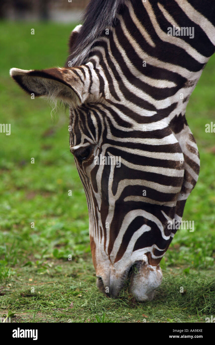 Black horse head white stripe hi-res stock photography and images - Alamy