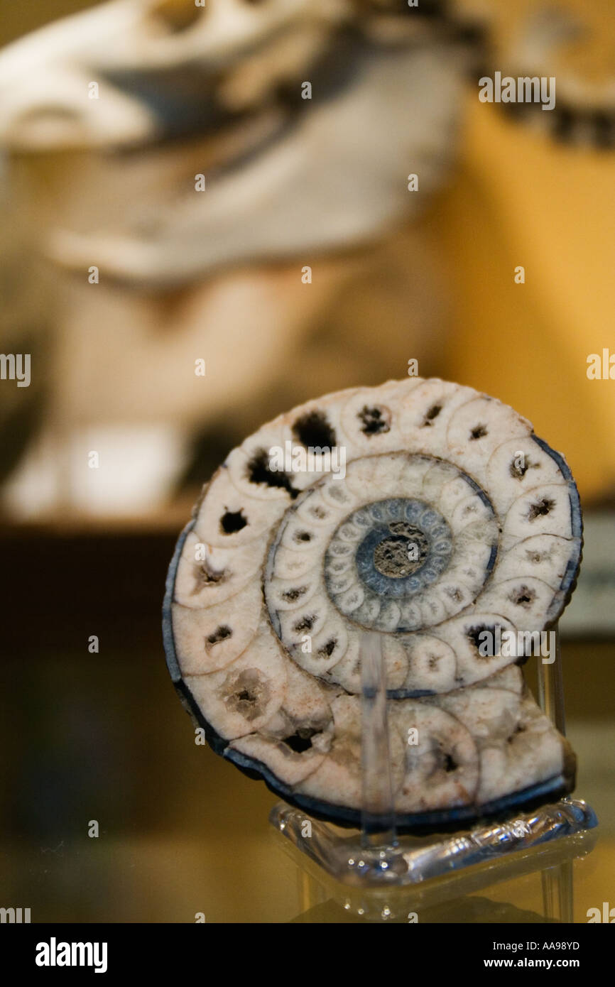 Mollusc fossil hi-res stock photography and images - Alamy