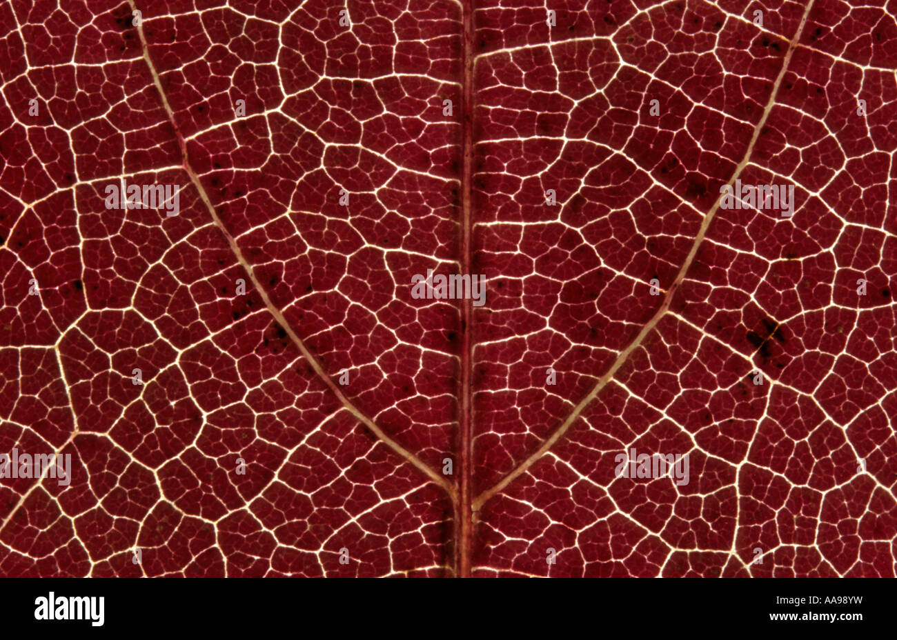 Plant Leaf Closeup Stock Photo - Alamy