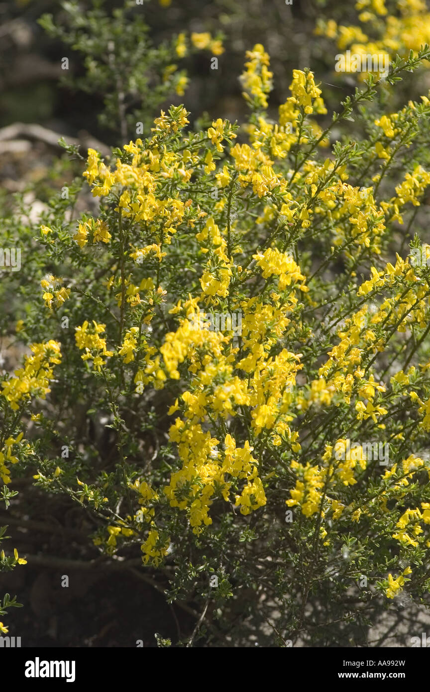 Yellow spring flowers of Silky leaf woadwaxen - Leguminosae - Genista ...