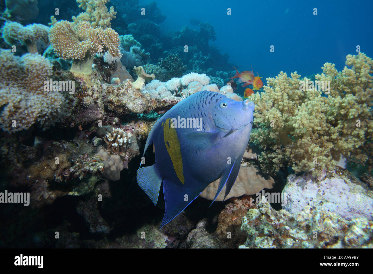 Yellowbar angel fish hi-res stock photography and images - Alamy