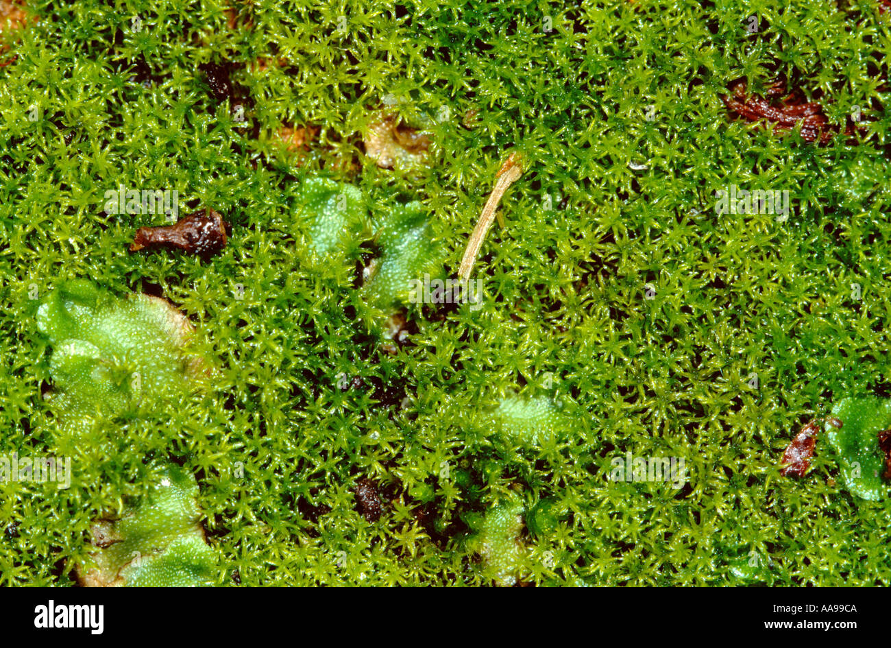 Close up of moss and liverwort Stock Photo - Alamy