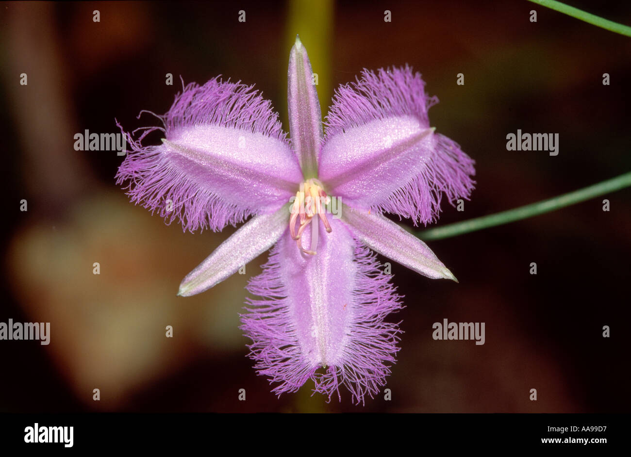 Common fringe-lily (Thysanotus tuberosus) - a native Australian ...