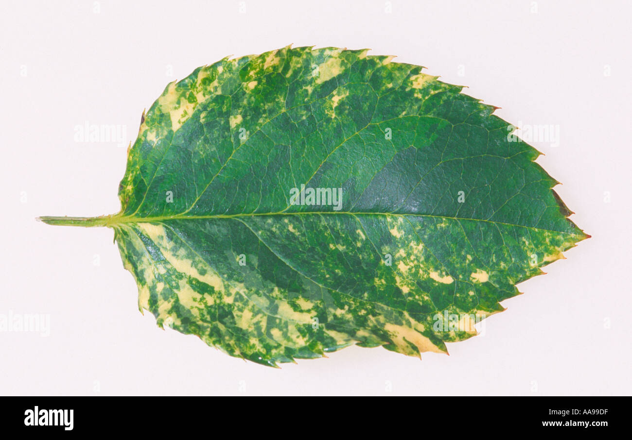 Rose mosaic virus symptoms on rose leaf Stock Photo - Alamy