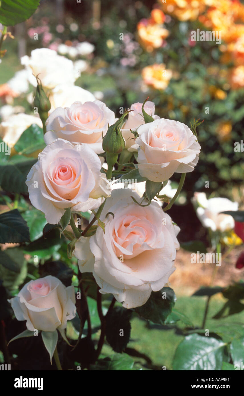 Amarosa hi-res stock photography and images - Alamy