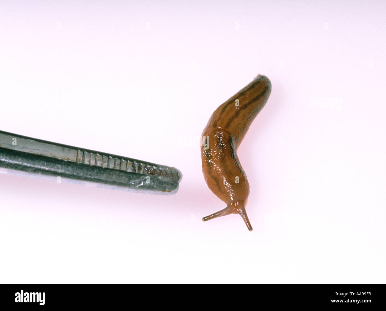 White slug hi-res stock photography and images - Alamy