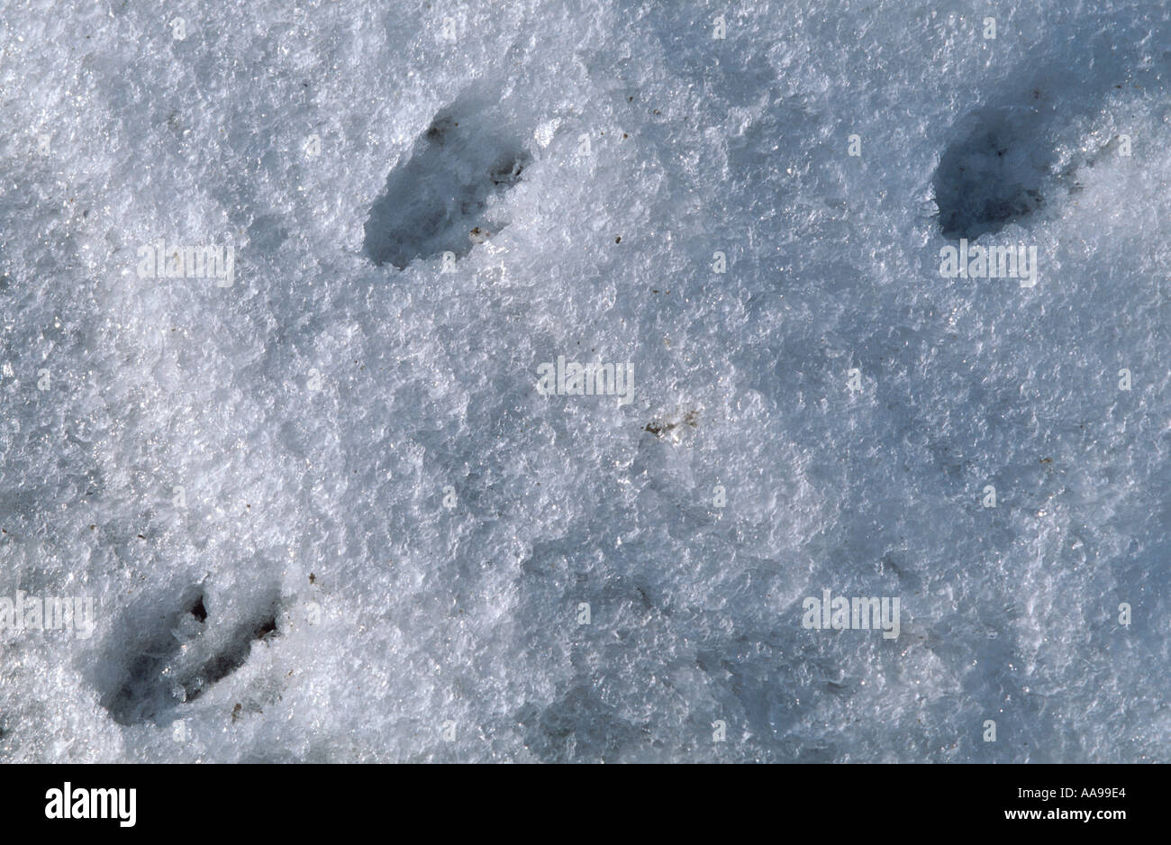 Penguin tracks hi-res stock photography and images - Alamy