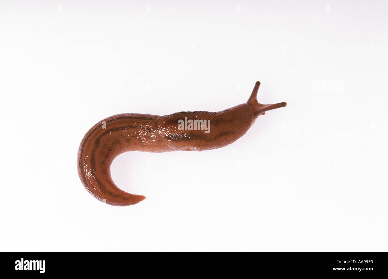 White slug hi-res stock photography and images - Alamy