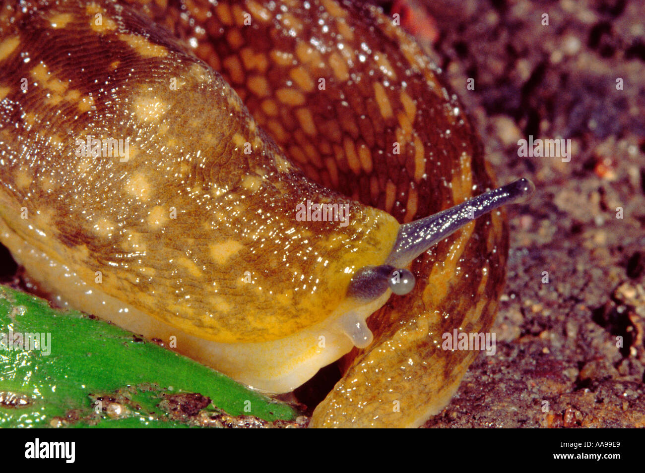 Australian Great Yellow Slug Stock Photo - Alamy