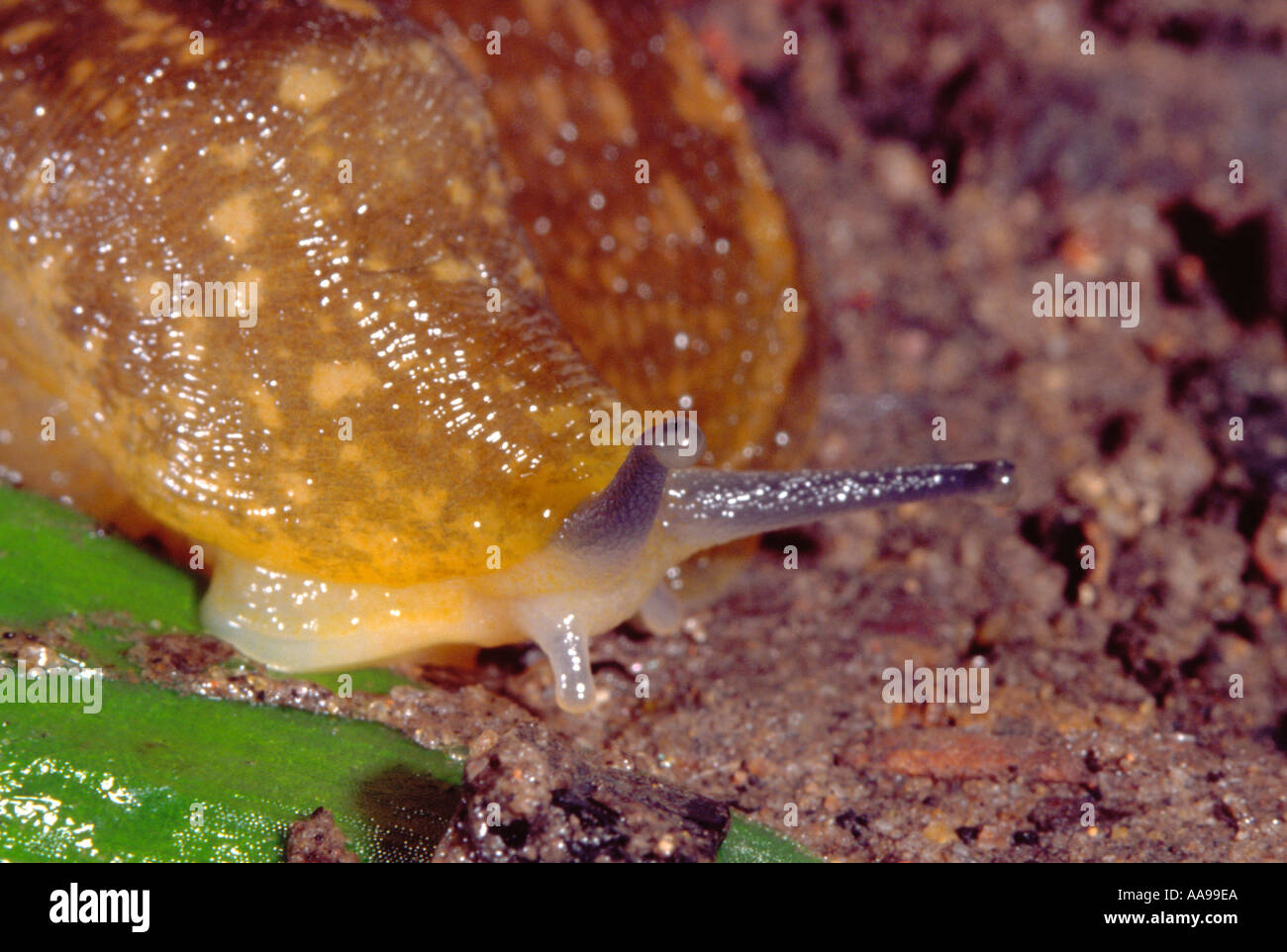 Australian Great Yellow Slug Stock Photo - Alamy