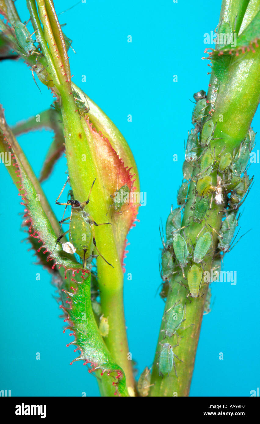 Rose aphids hi-res stock photography and images - Alamy
