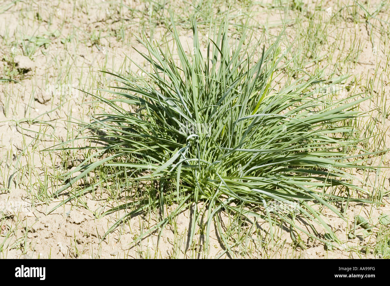 St. Bernard's Lily - Anthericaceae - Anthericum liliago, Europe Stock ...