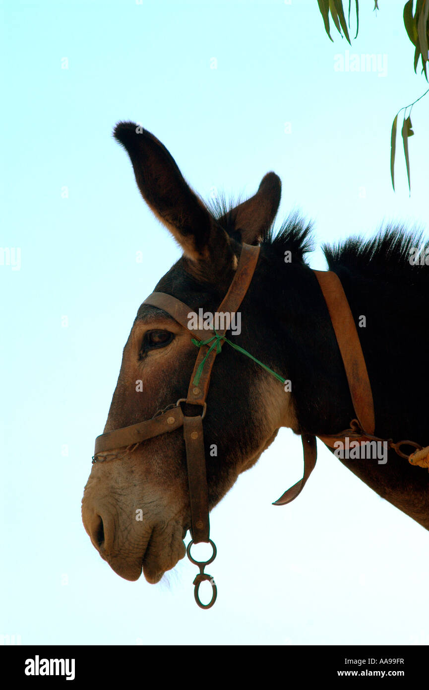 donkey against blue sky Stock Photo - Alamy
