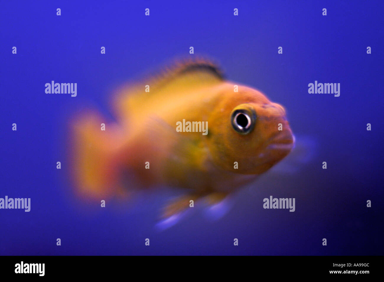 Gold fish Cichlidae Stock Photo - Alamy