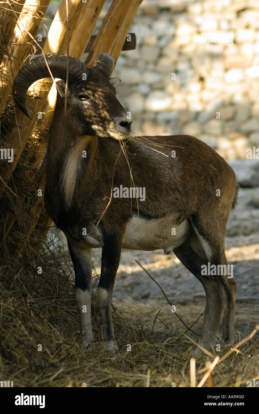 Mountain goat science hi-res stock photography and images - Alamy