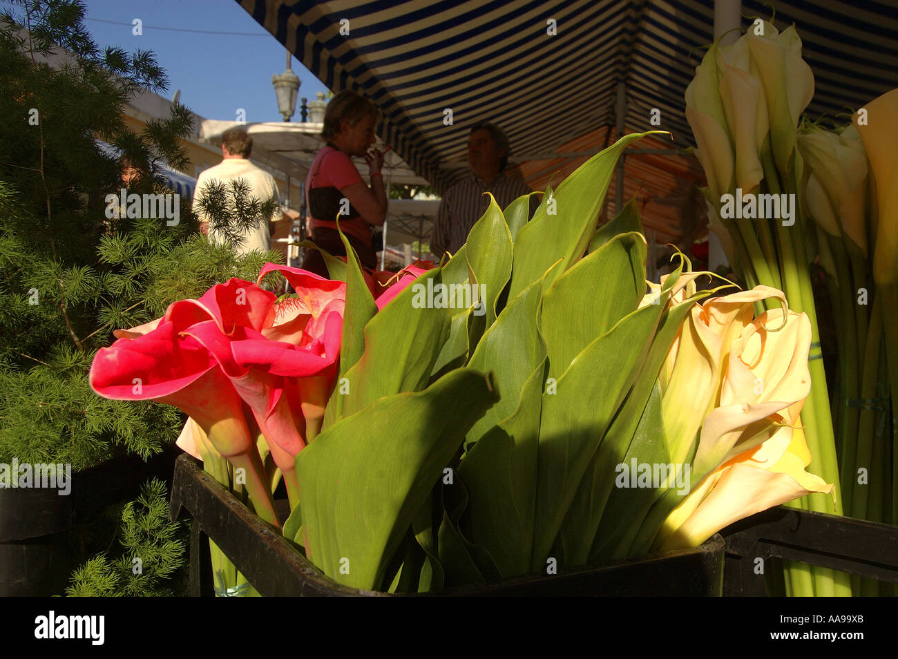 Calla Lilies Zantedeschia Aethiopica pictured at Nice flower Market ...