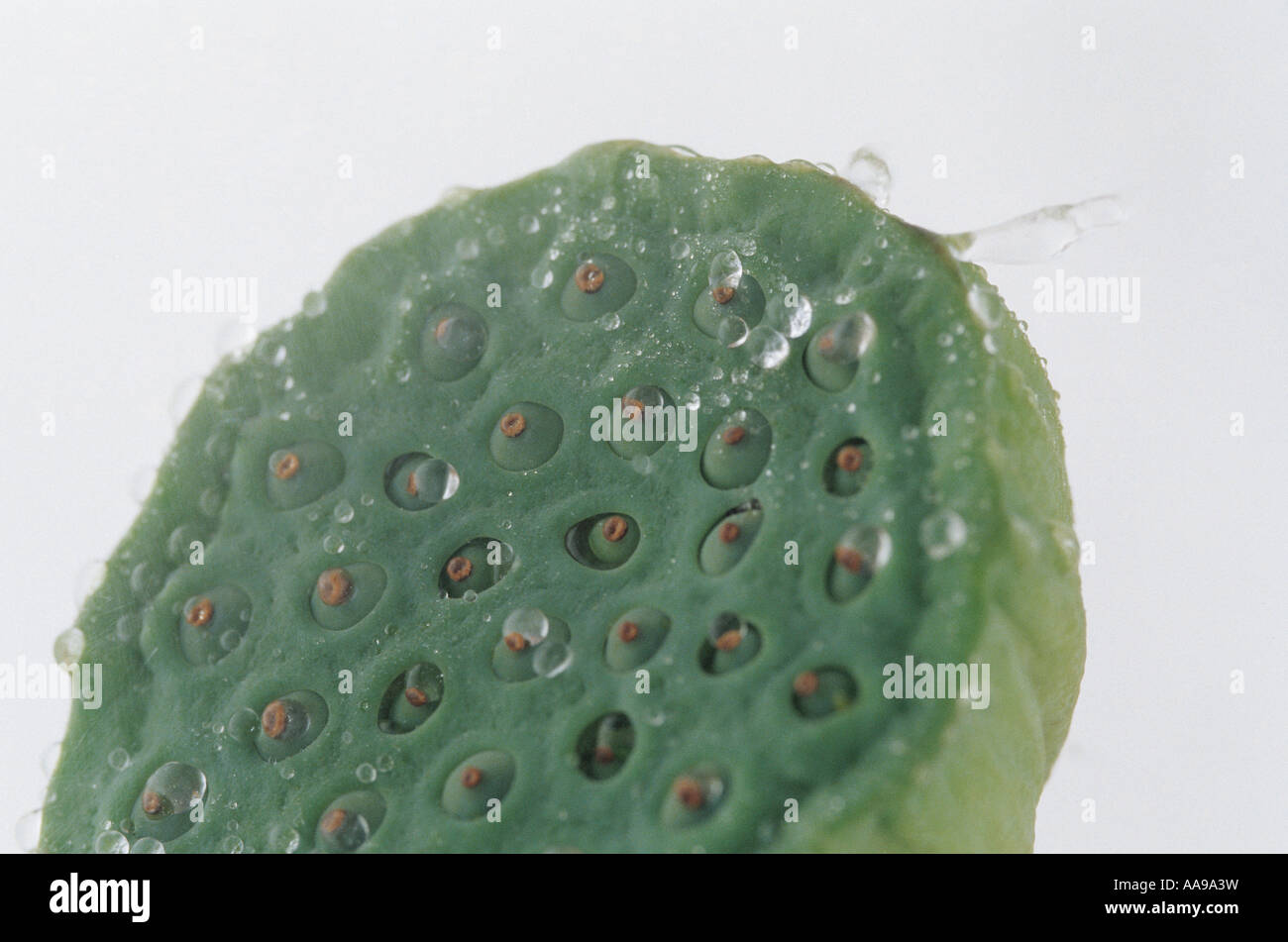 Lotus fruit hi-res stock photography and images - Alamy