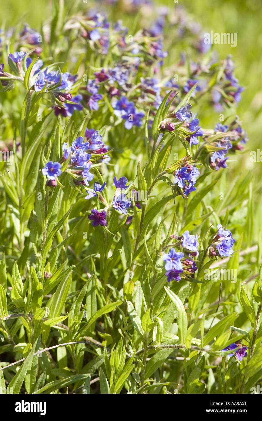 Blue spring flowers of Lithospermum purpurocaeruleum, also known as ...