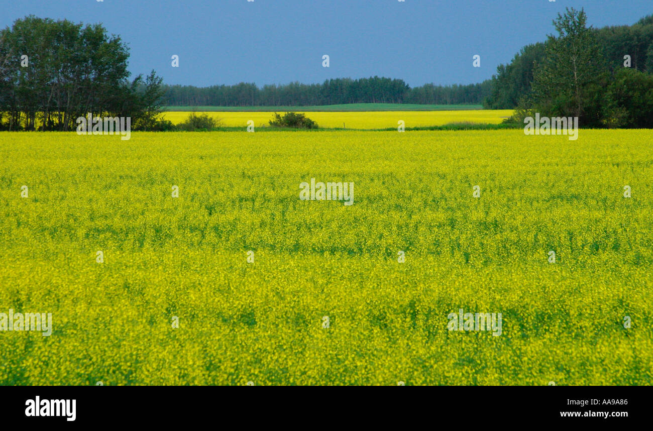 Canola crop in a Prairie field in scenic South Saskatchewan in Western ...