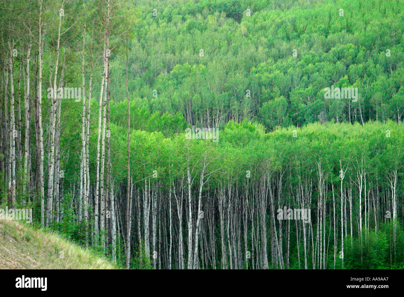 Scenic Northern Saskatchewan Forest in Western Canada Stock Photo - Alamy