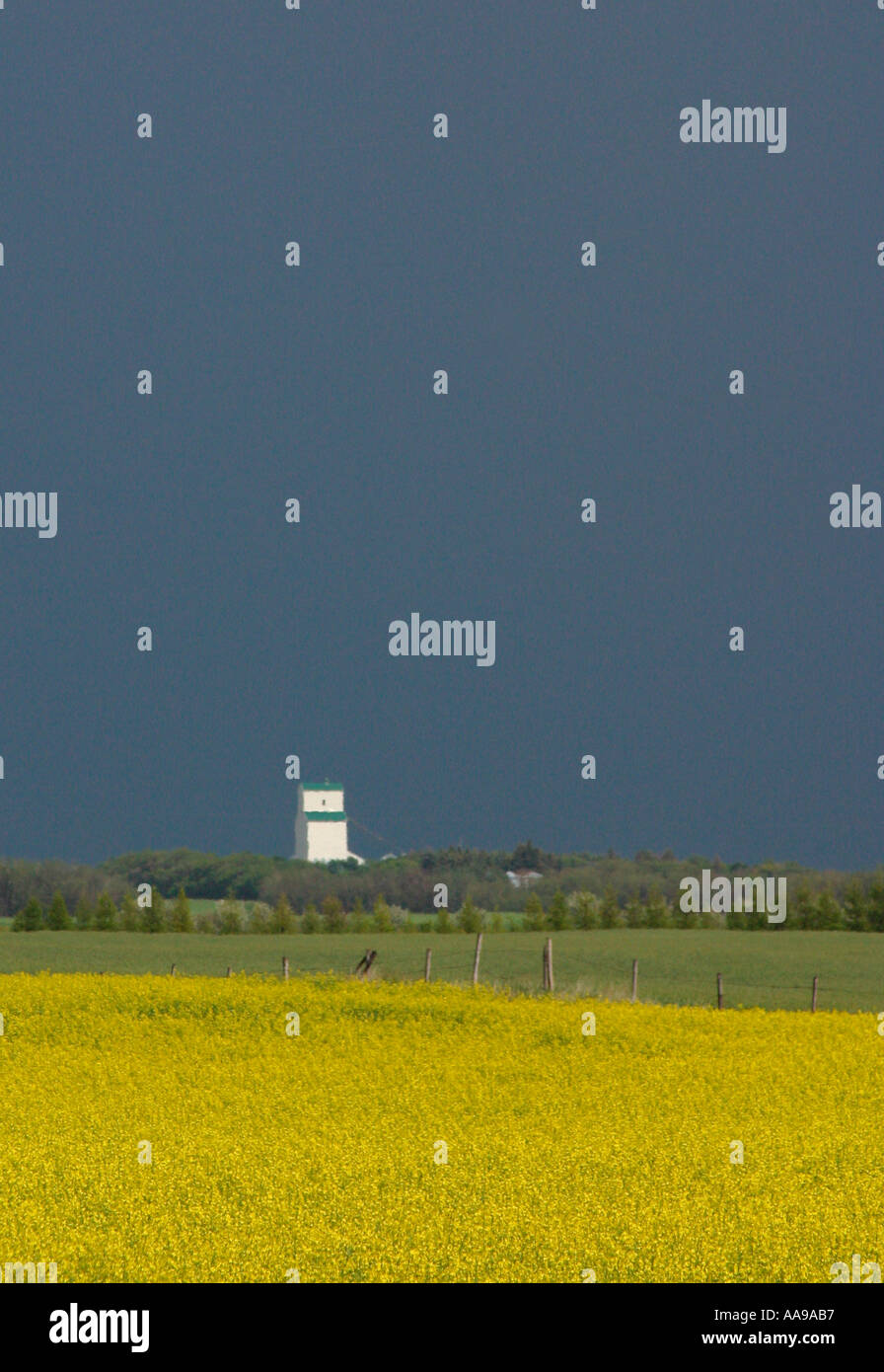 Canola crop in a Prairie field in scenic South Saskatchewan in Western ...