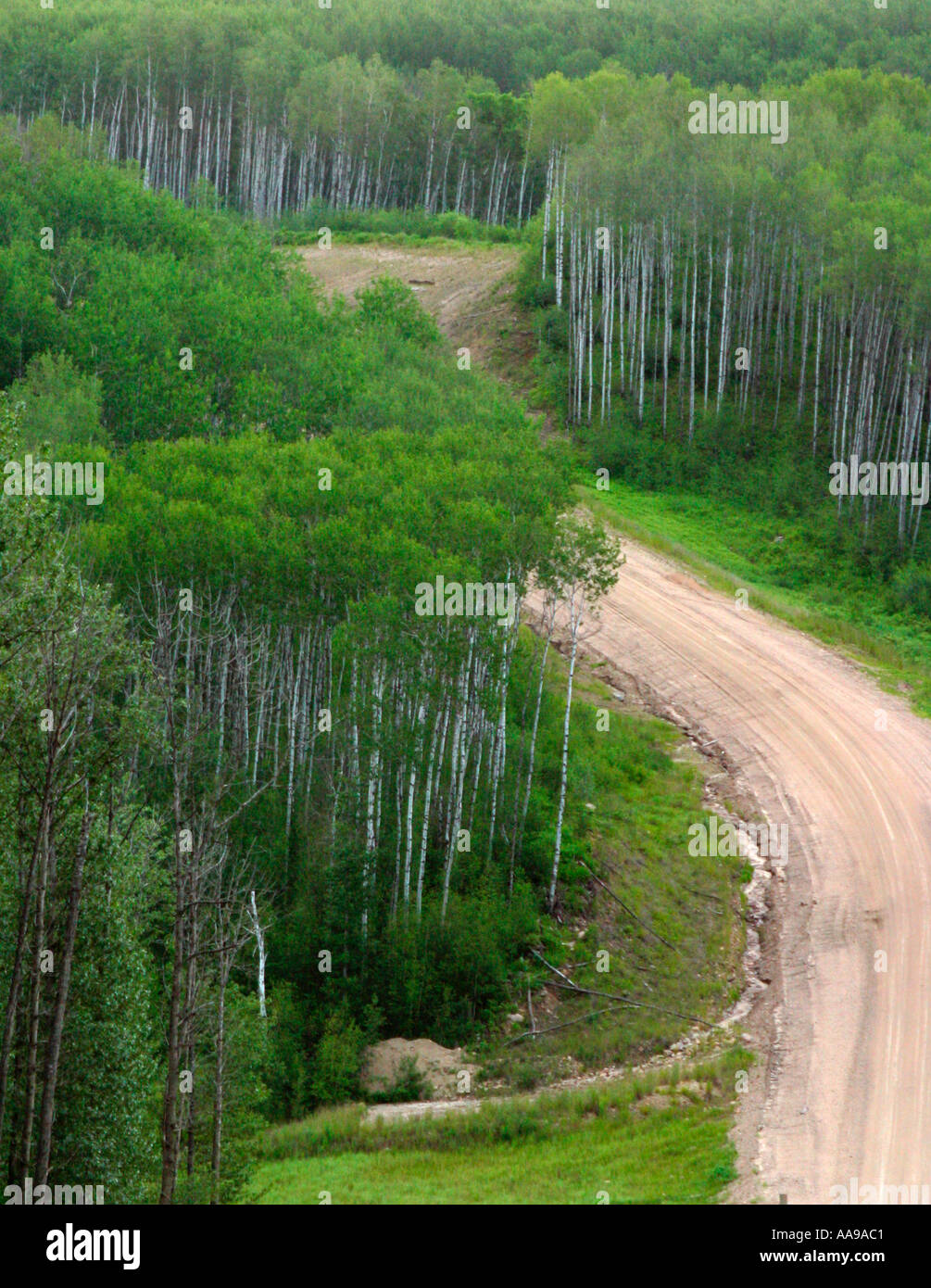 Scenic Northern Saskatchewan Forest in Western Canada Stock Photo - Alamy