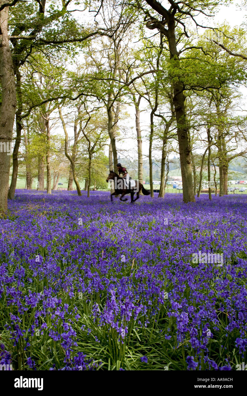 Bluebells in the woods Stock Photo - Alamy